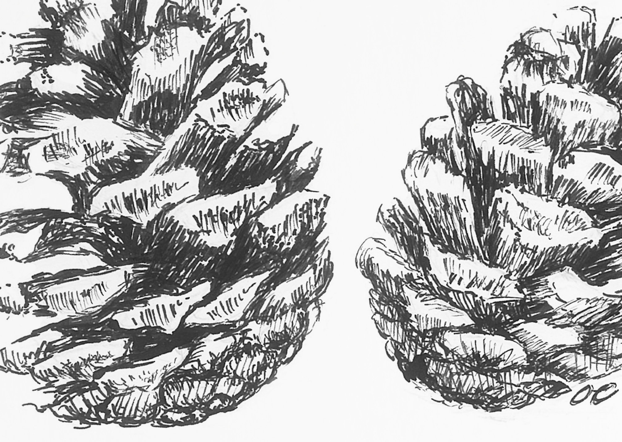 Pine Cone Pen Sketch ,original Painting Print, Woodland Wall Art, Couple Pine Cone Painting ...