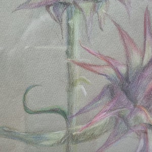 Original Painting, Cynara Cadunculus, Wild Artichoke, Hand Made Fine ...