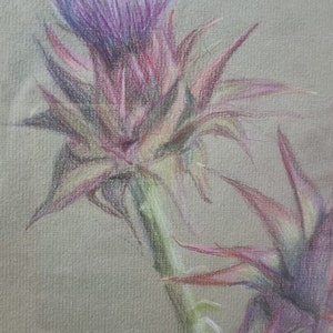 Original Painting, Cynara Cadunculus, Wild Artichoke, Hand Made Fine ...