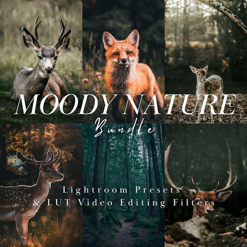 45+ Moody Nature Landscape and Macro Lightroom Presets and LUT Video ...