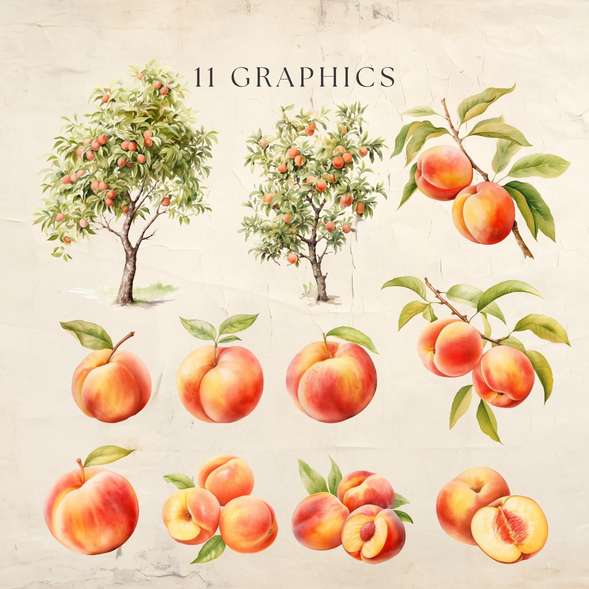 Peach Clipart Watercolor Fruit Garden Peach Tree PNG Transparent ...