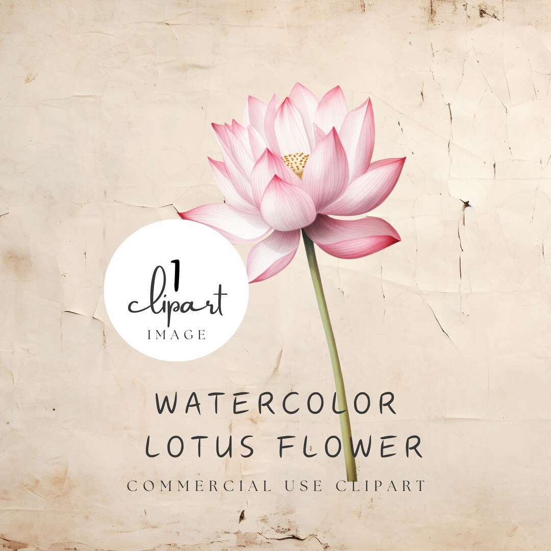 Watercolor Lotus Flower Clipart, White Lotus Illustration, Spring ...