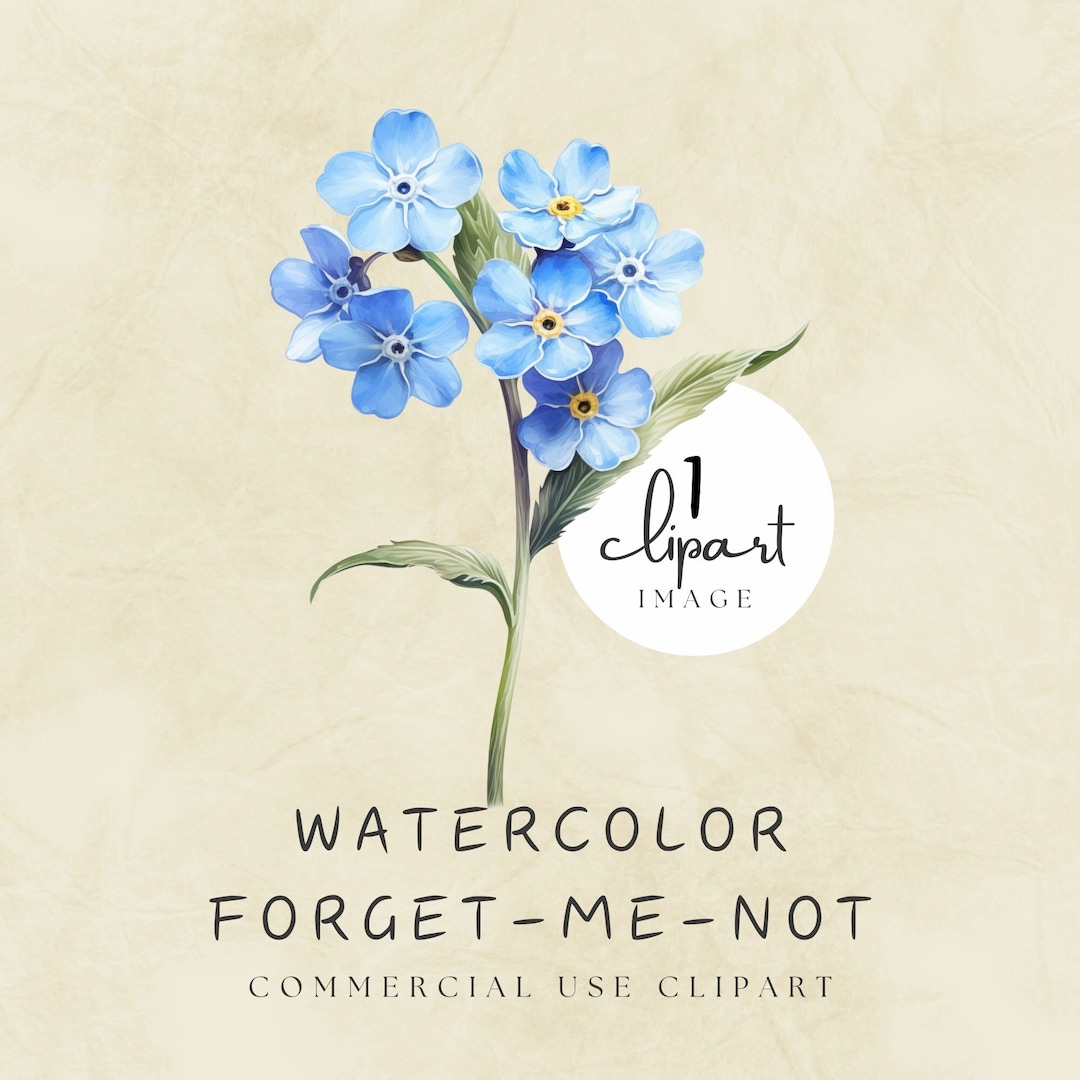 Watercolor Forget-me-not Clipart, Forget Me Not Flower Illustration ...