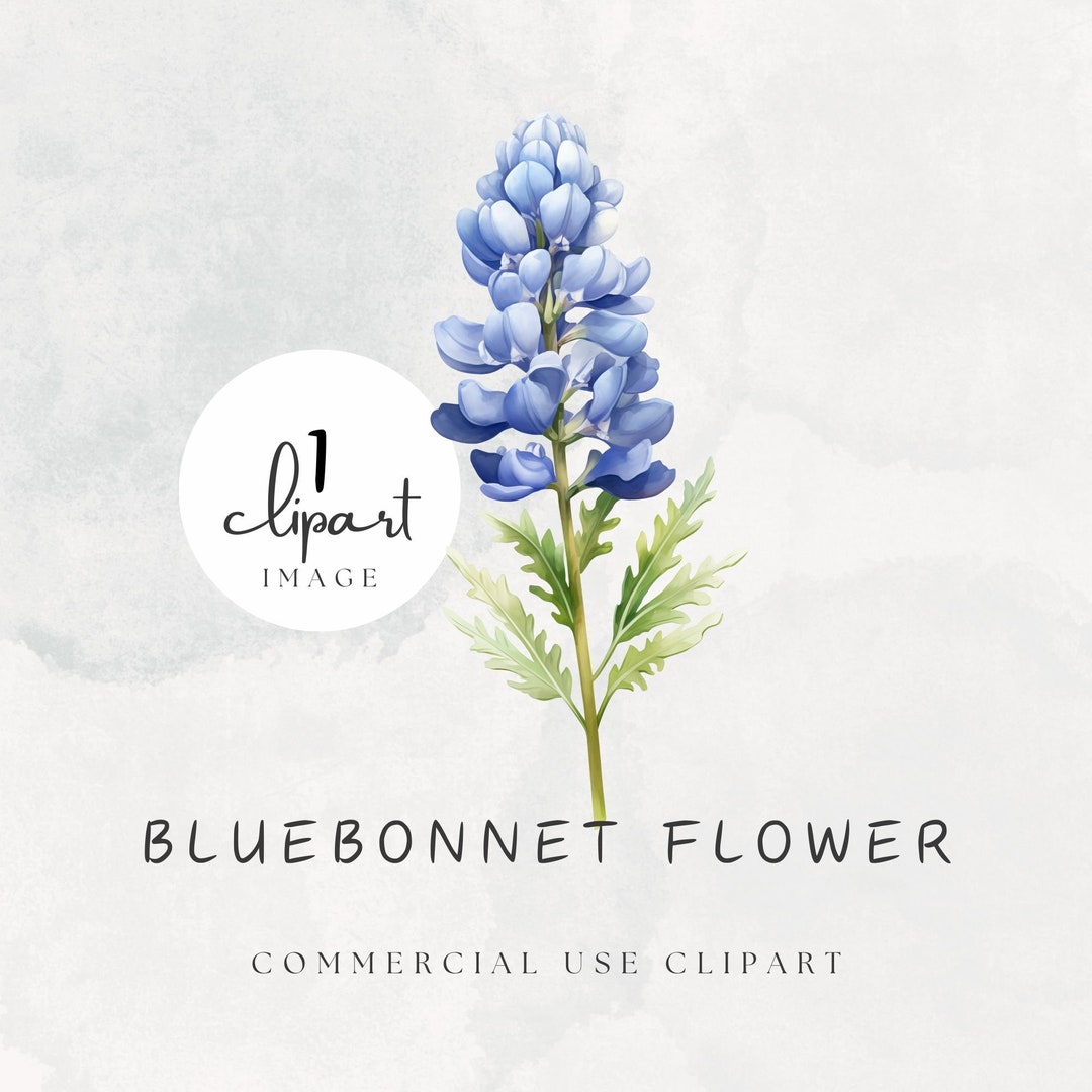 Watercolor Bluebonnet Clipart, Elegant Texas Spring Flower, Blue ...