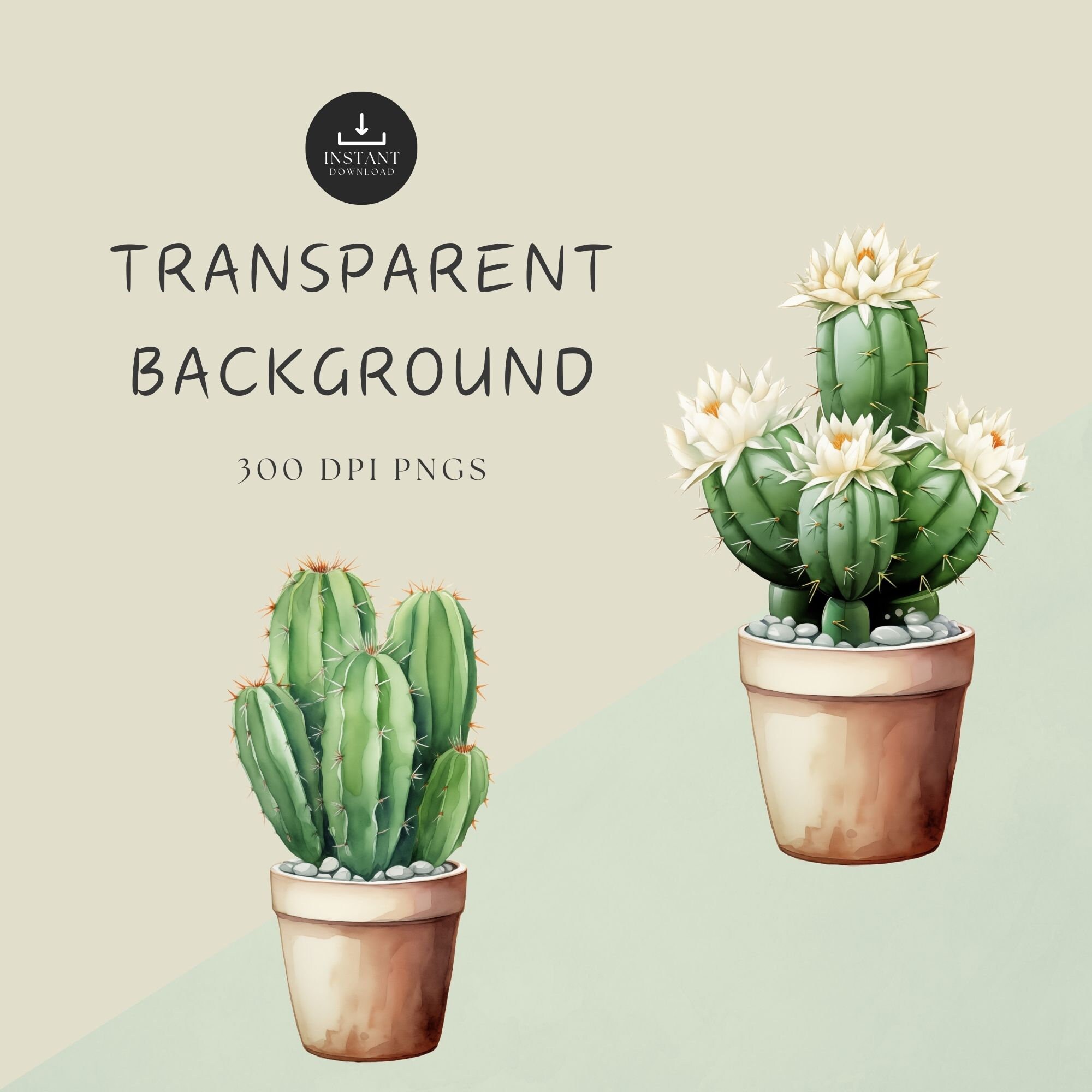 Cactus Pot Clipart Watercolor Plant Succulent PNG Cacti in Bloom White ...