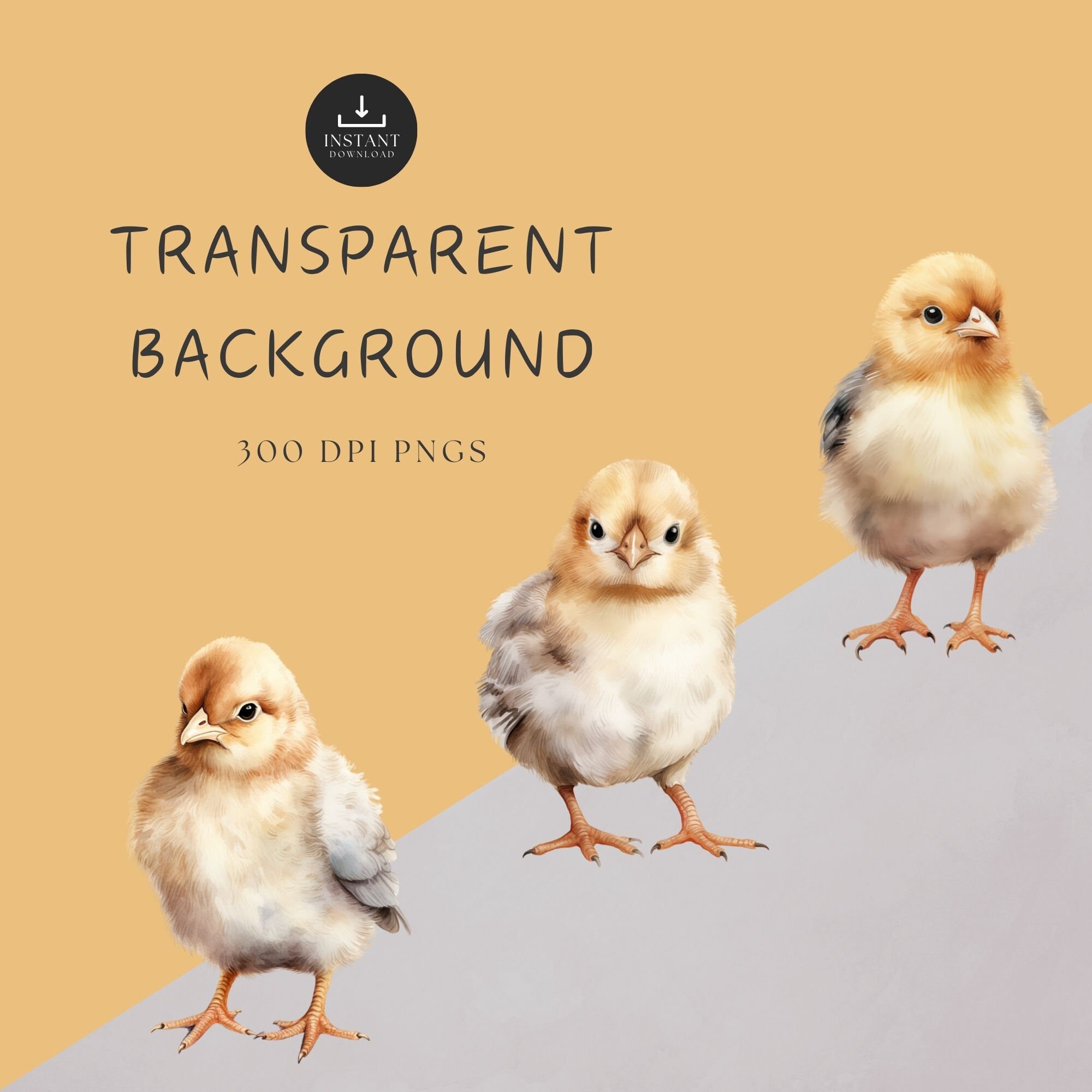Watercolor Chicken Clipart Cute Chicks White Yellow Brown Fence Bucket ...