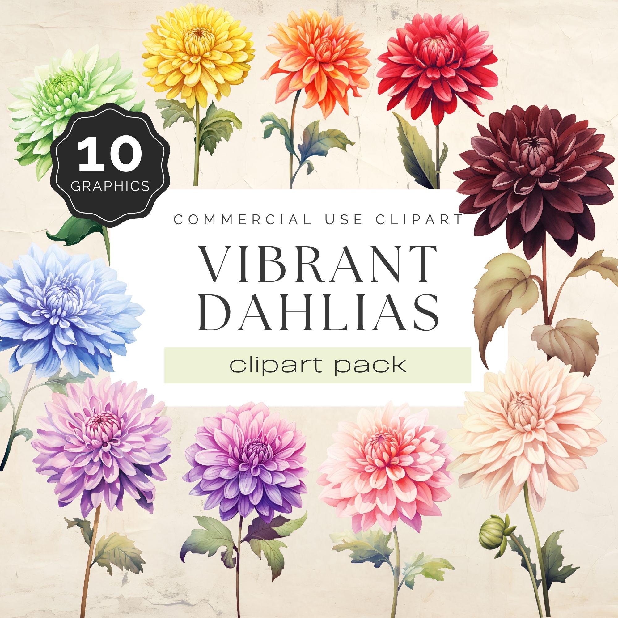Dahlia Clipart, Vibrant Dahlia Flower Png, Colorful Floral Clipart ...