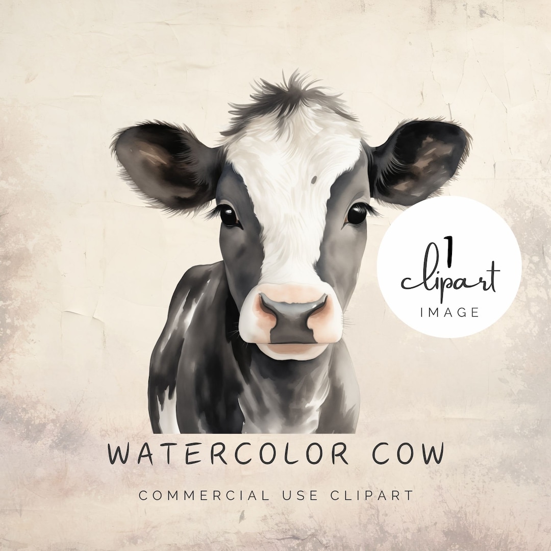 Watercolor Cow Clipart, Close Up, Cute Calf, Single Image, Sweet ...