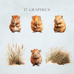 Capybara Clipart Cute Baby Capybara PNG Natural Watercolor Illustration ...