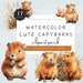 Capybara Clipart Cute Baby Capybara PNG Natural Watercolor Illustration ...