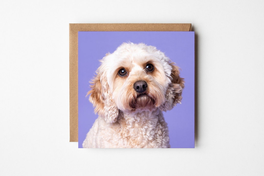 Cavapoo Dog Greeting Card II - Pet Photography Greeting Card, Blank ...