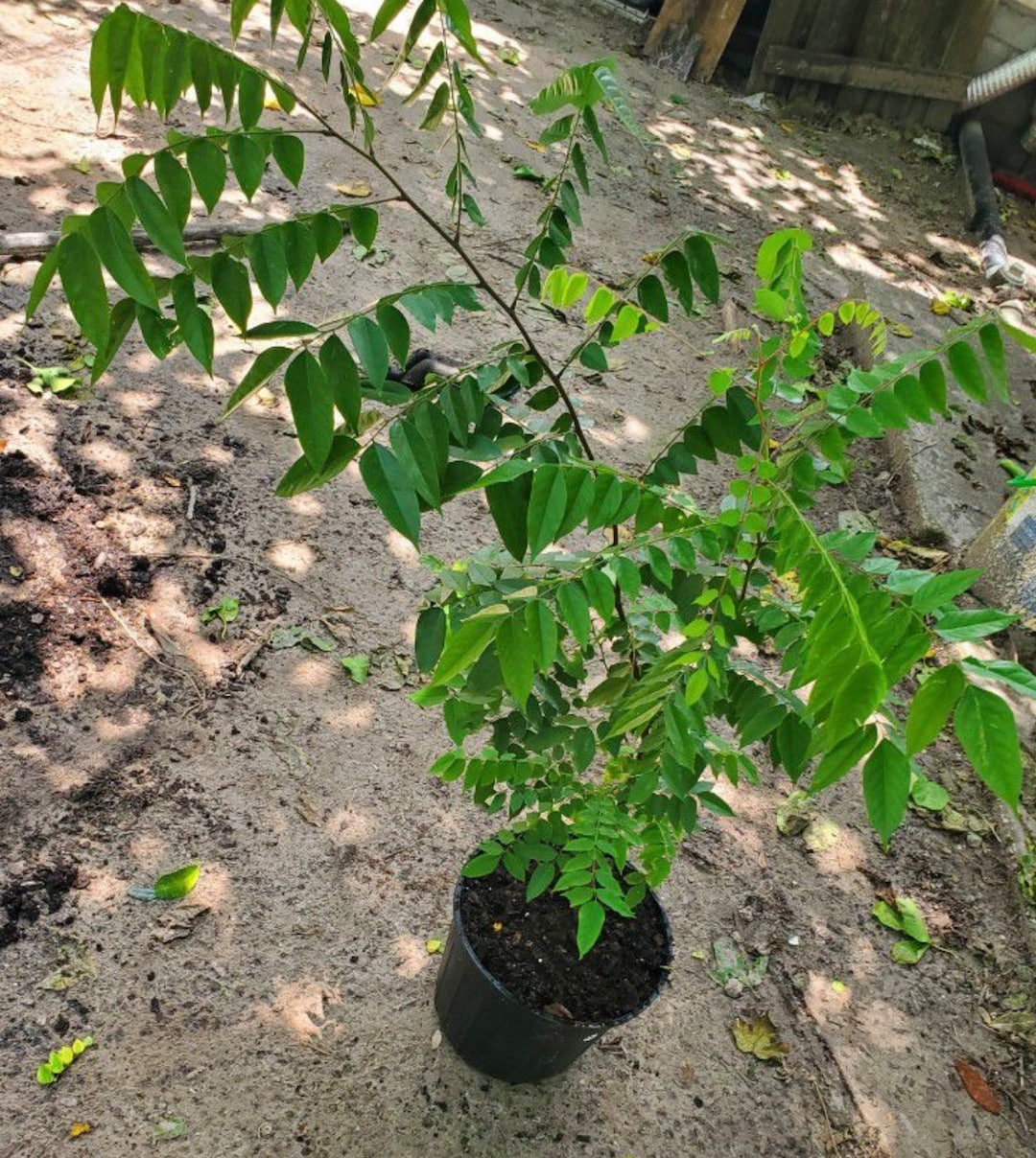 6 Varieties Grafted Star Fruit Trees Live Tree Averrhoa Carambola Fruta ...