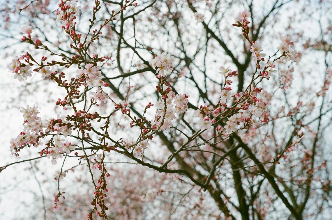 Brooklyn Spring | Photography Print - Etsy