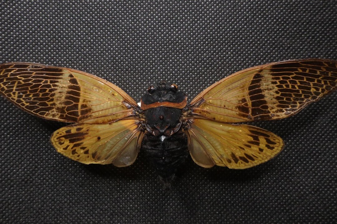 Real Giant Cicada Specimen: Entomology Display With Optional Frame - Etsy