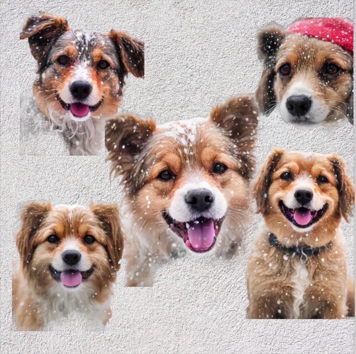 Funny Dog Clipart Bundle, Dogs PNG, Clip Art Puppy Graphics, Cute ...