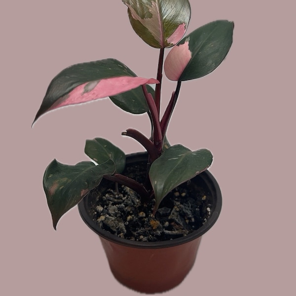 Pink Princess Philodendron - Etsy