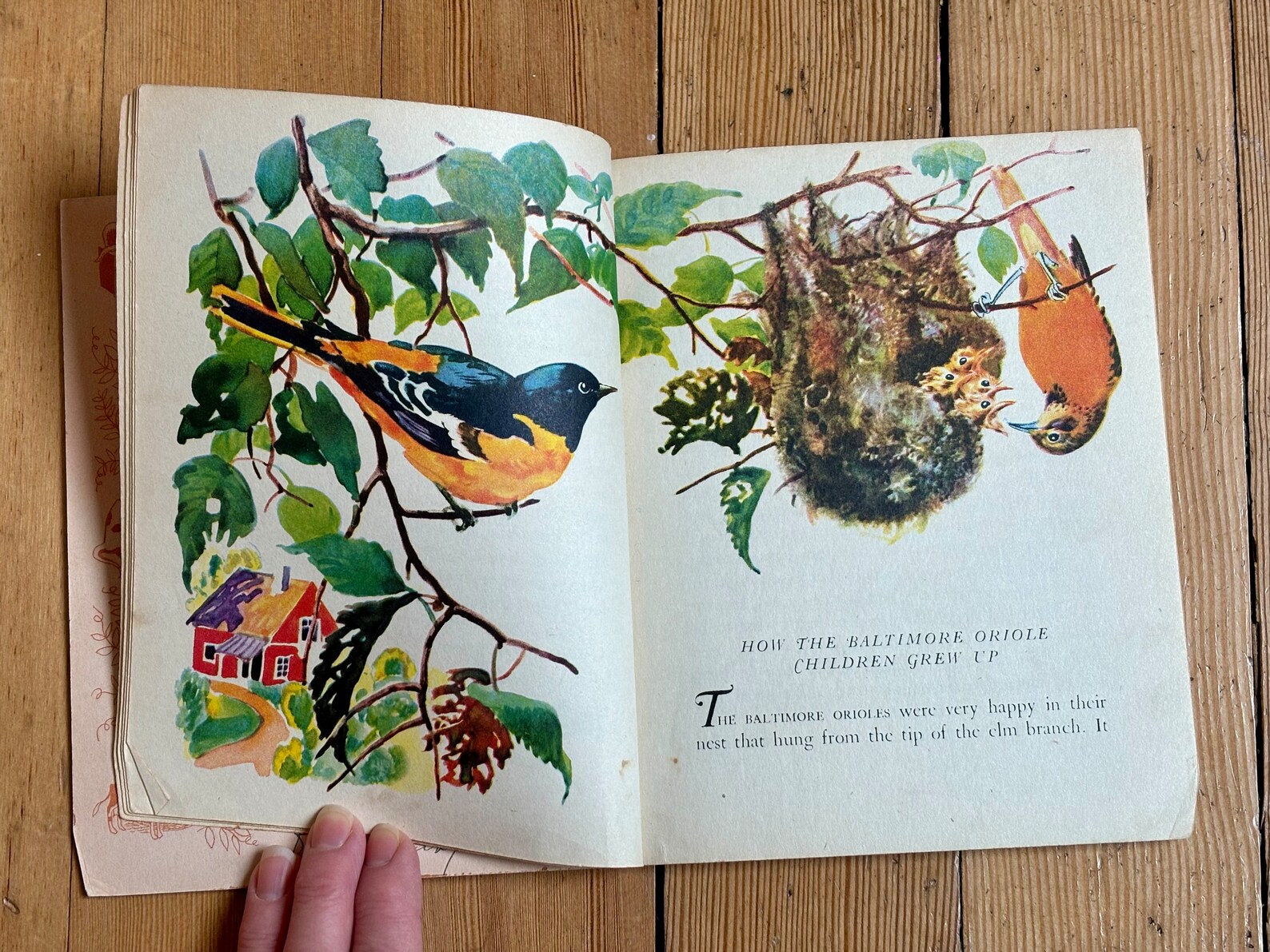 A Little Golden Book - the Golden Book of Birds - 1st Edition 1943 - Etsy