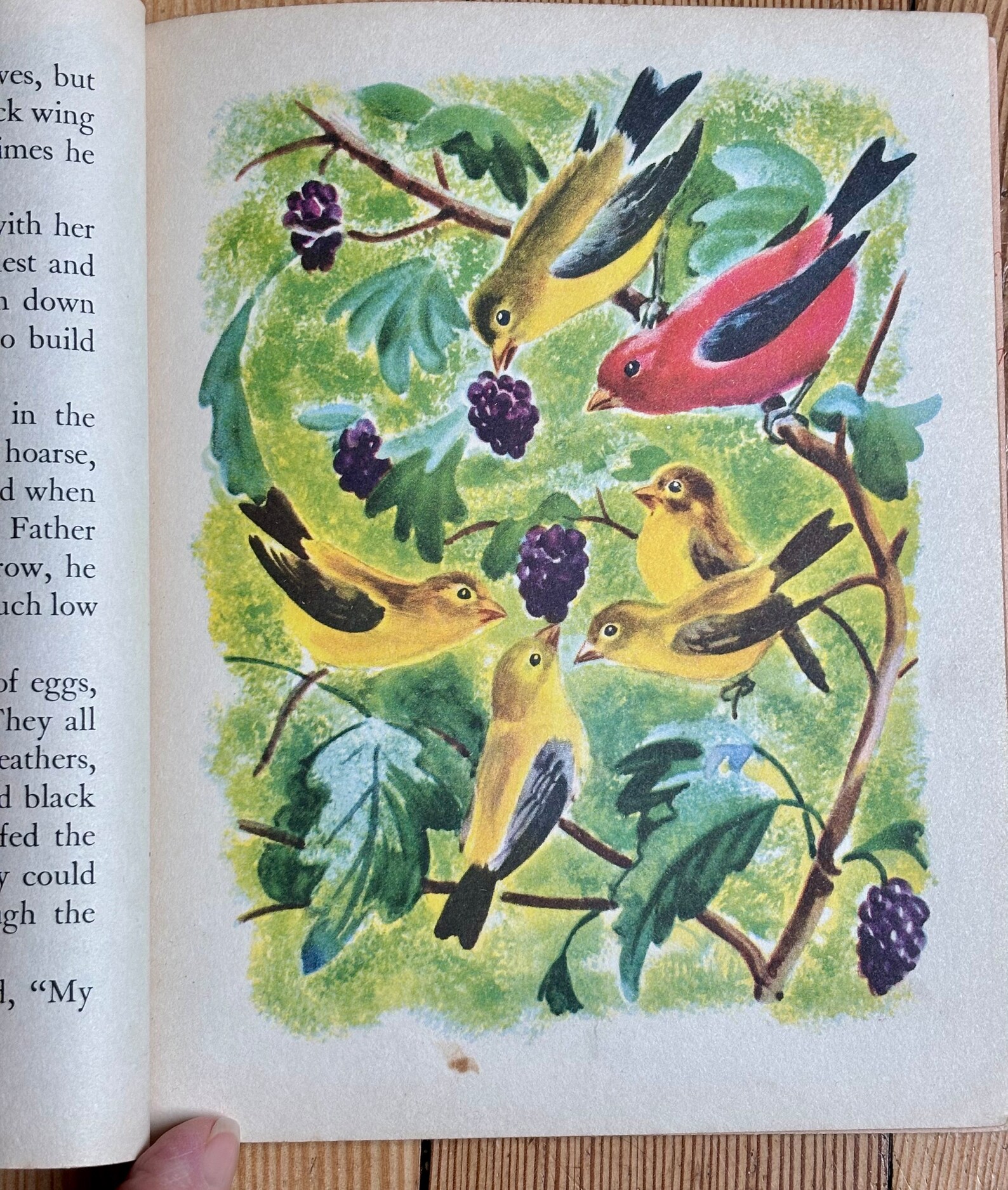 A Little Golden Book - the Golden Book of Birds - 1st Edition 1943 - Etsy
