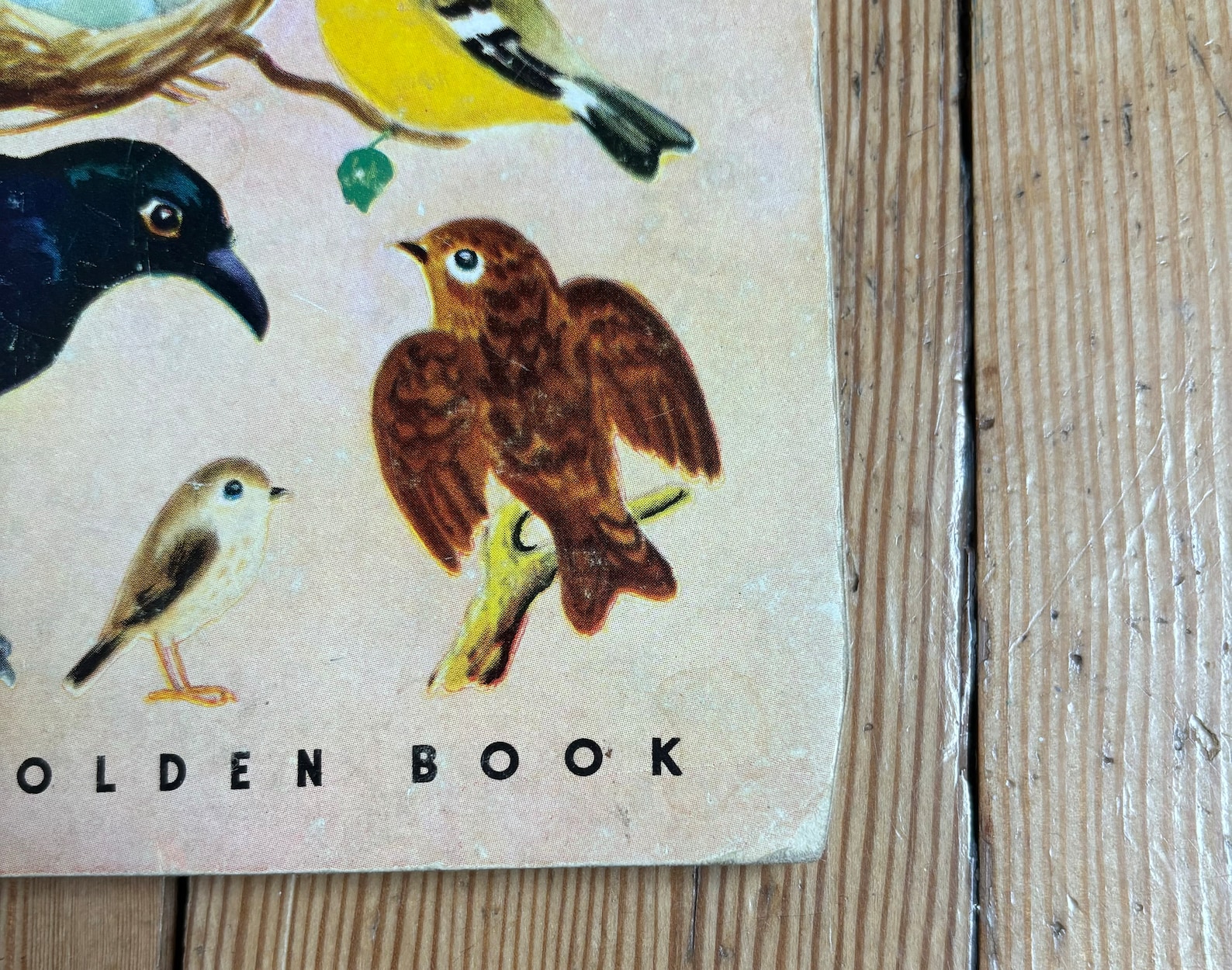 A Little Golden Book - the Golden Book of Birds - 1st Edition 1943 - Etsy