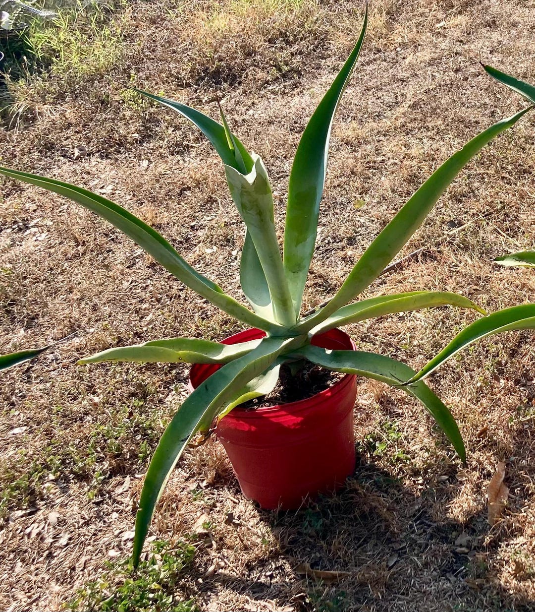 2 FOOT TALL Octopus Agave, Agave Vilmoriniana, Local Pick up Only ...