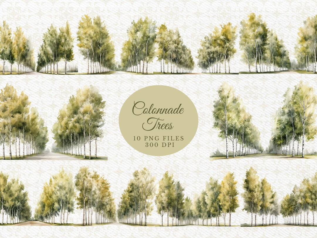 Watercolor Forest Trees Clipart, Watercolor Colonnade, Gift Tree Decore ...