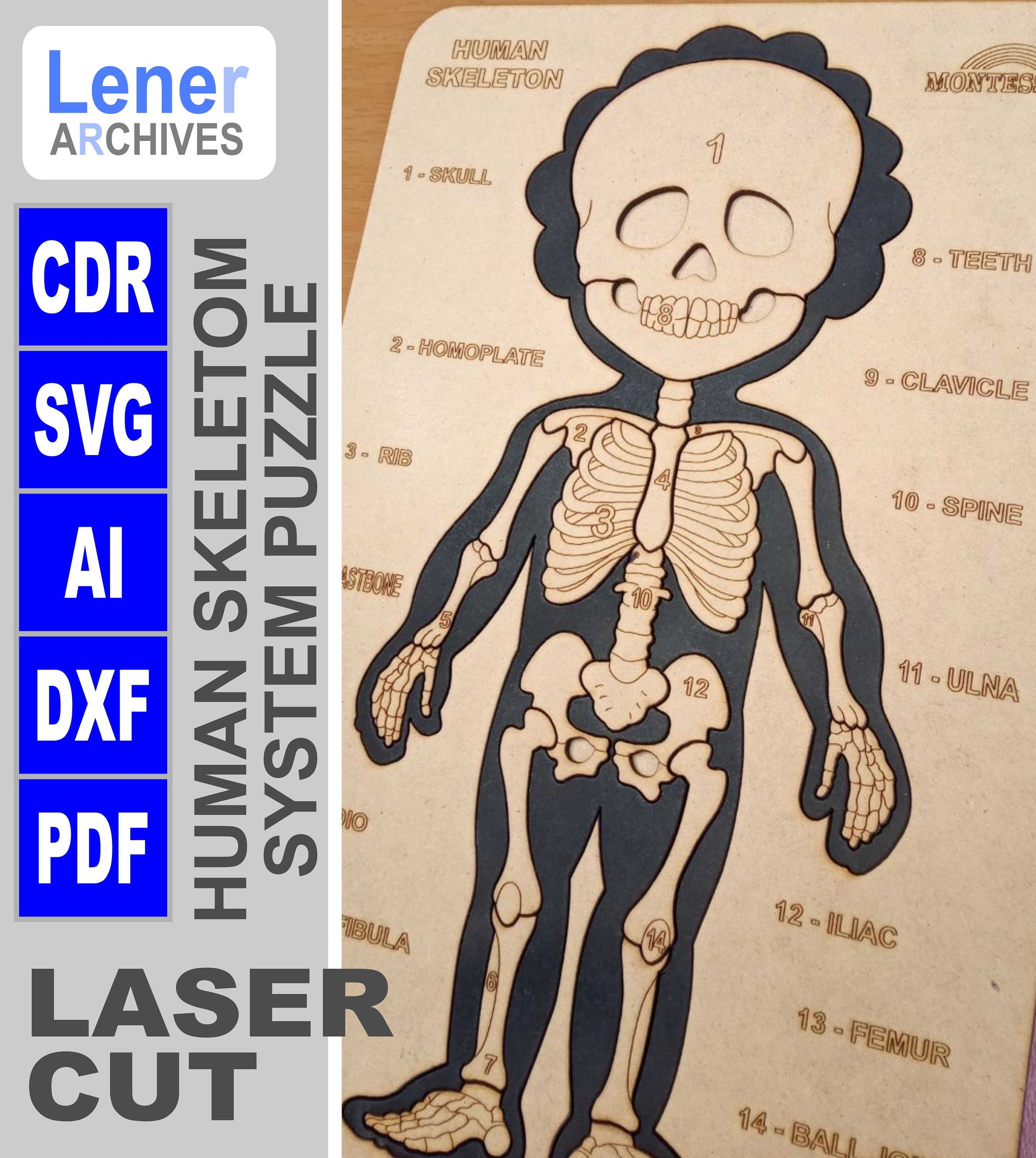 Esqueleto humano Aprendizaje Rompecabezas, Archivos vector SVG CDR ...