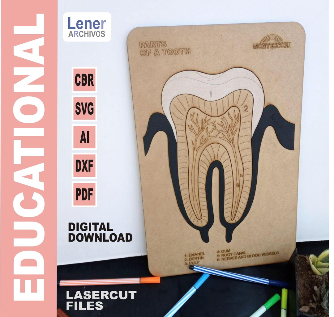 Laser Cut MDF Tooth Puzzle - Educational Toy for Kids, Ideal for ...