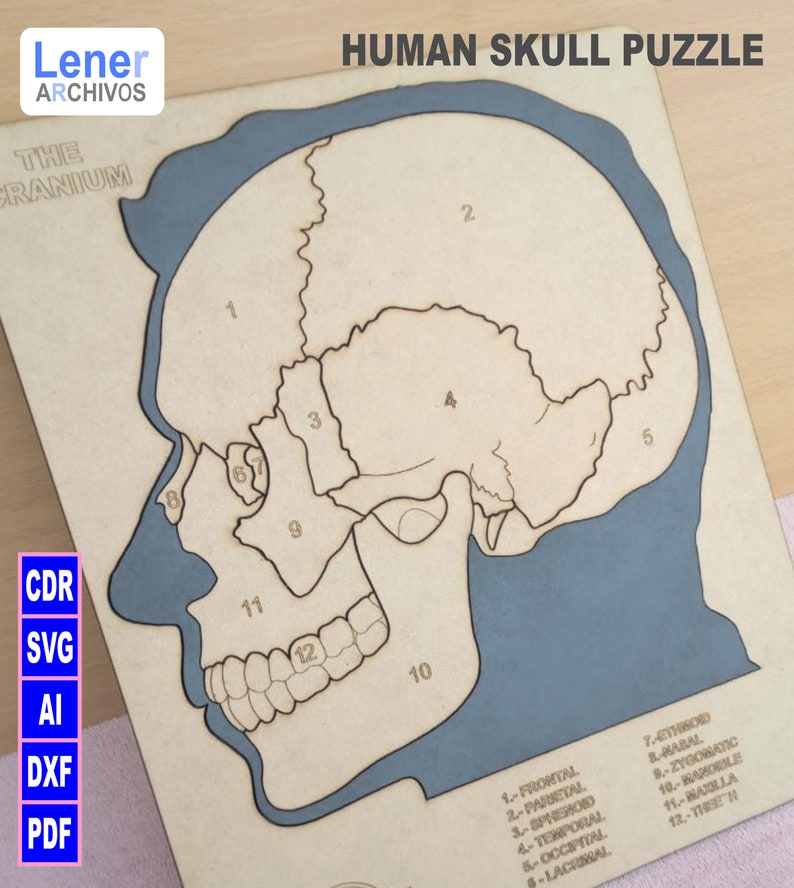 Human Skull Learning Puzzle, SVG CDR Vector Files Laser Cutting and ...