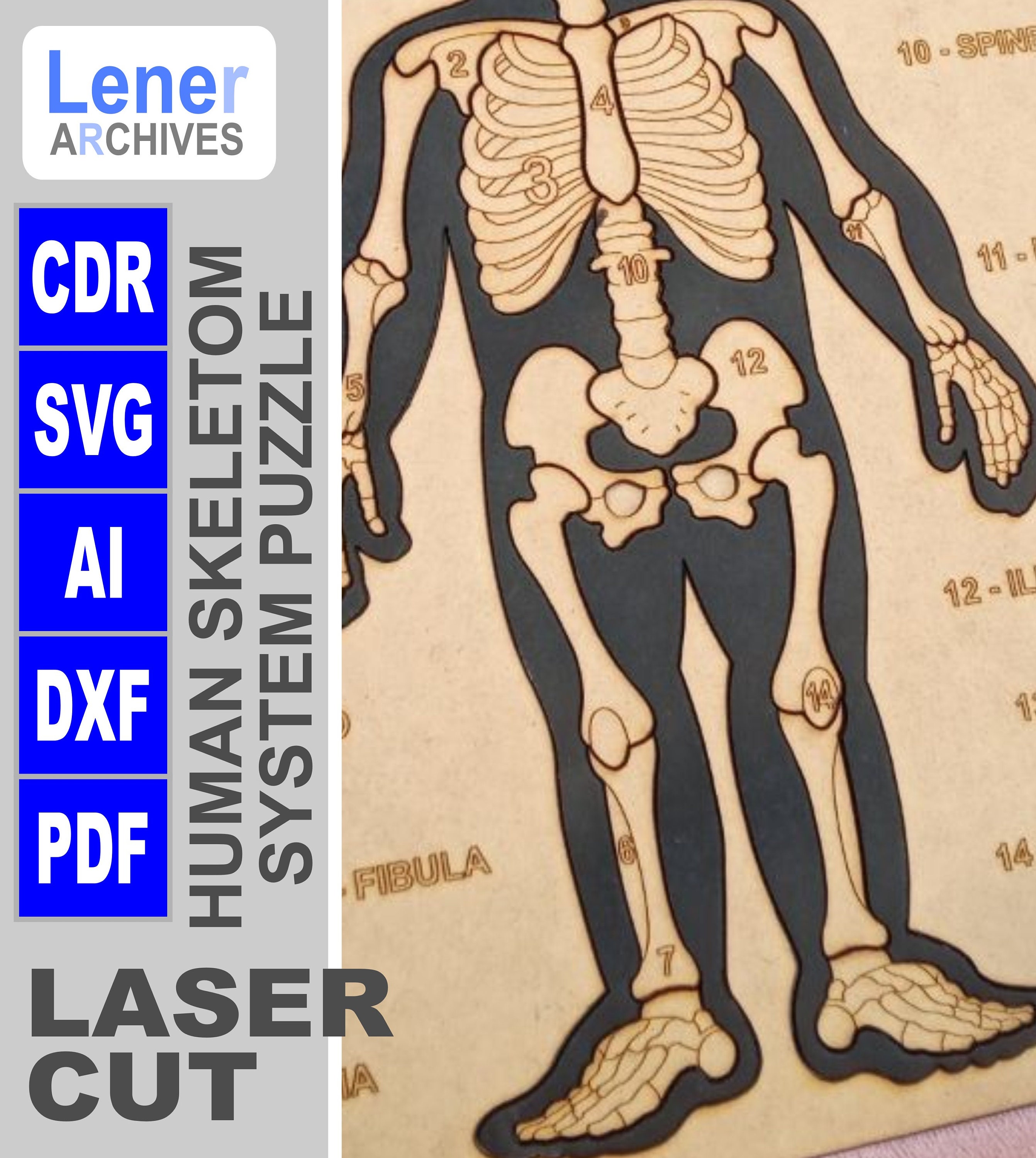 Esqueleto humano Aprendizaje Rompecabezas, Archivos vector SVG CDR ...
