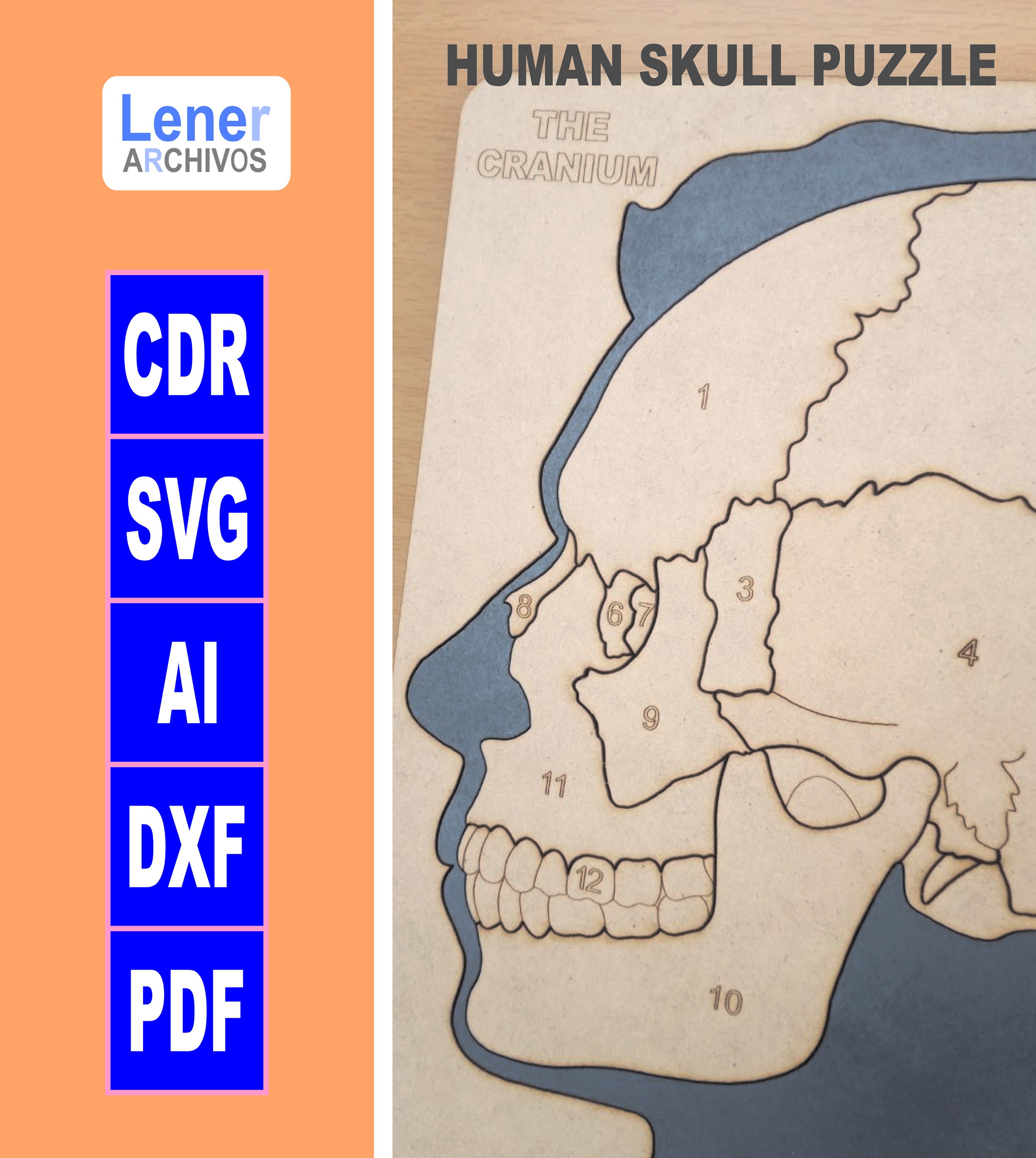 Human Skull Learning Puzzle, SVG CDR Vector Files Laser Cutting and ...