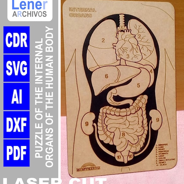 Human Body Puzzle - Etsy