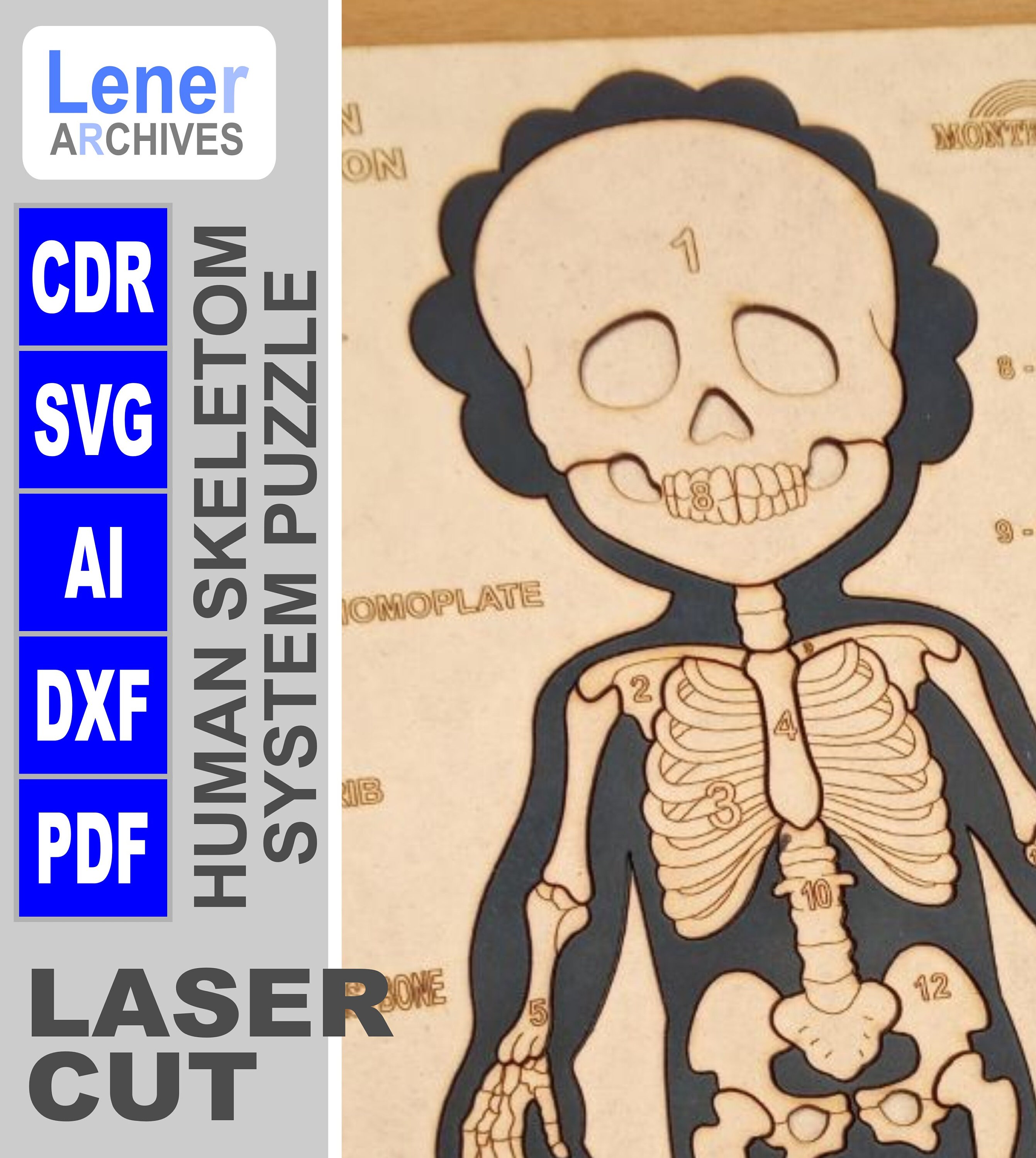 Esqueleto humano Aprendizaje Rompecabezas, Archivos vector SVG CDR ...