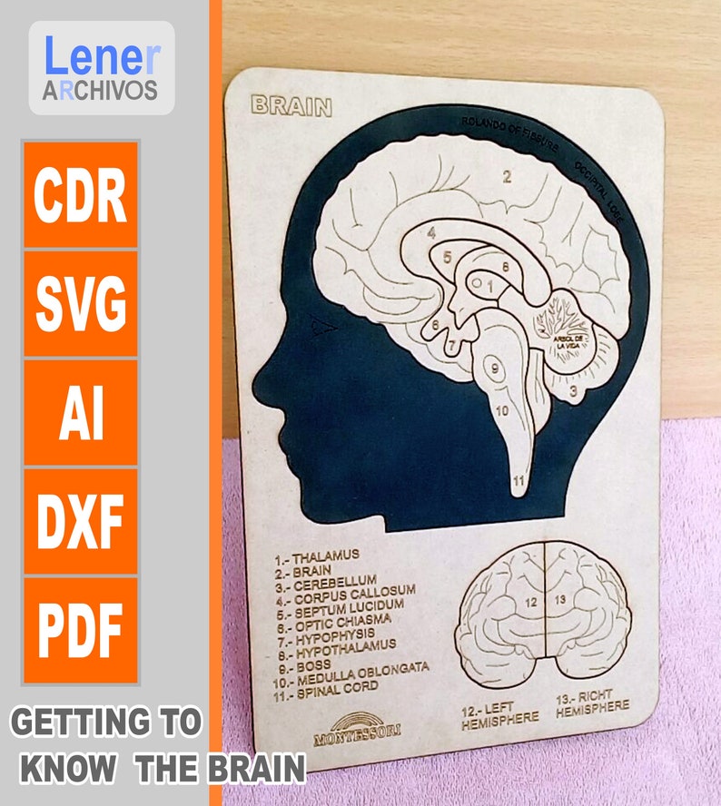 Human Brain Anatomy, Brain Parts Matching, Learning Puzzle Design ...