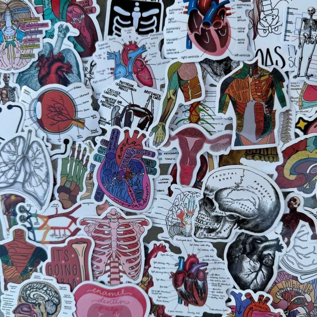 Anatomy Stickers, Human Body Stickers, Medical Student Stickers, Human ...