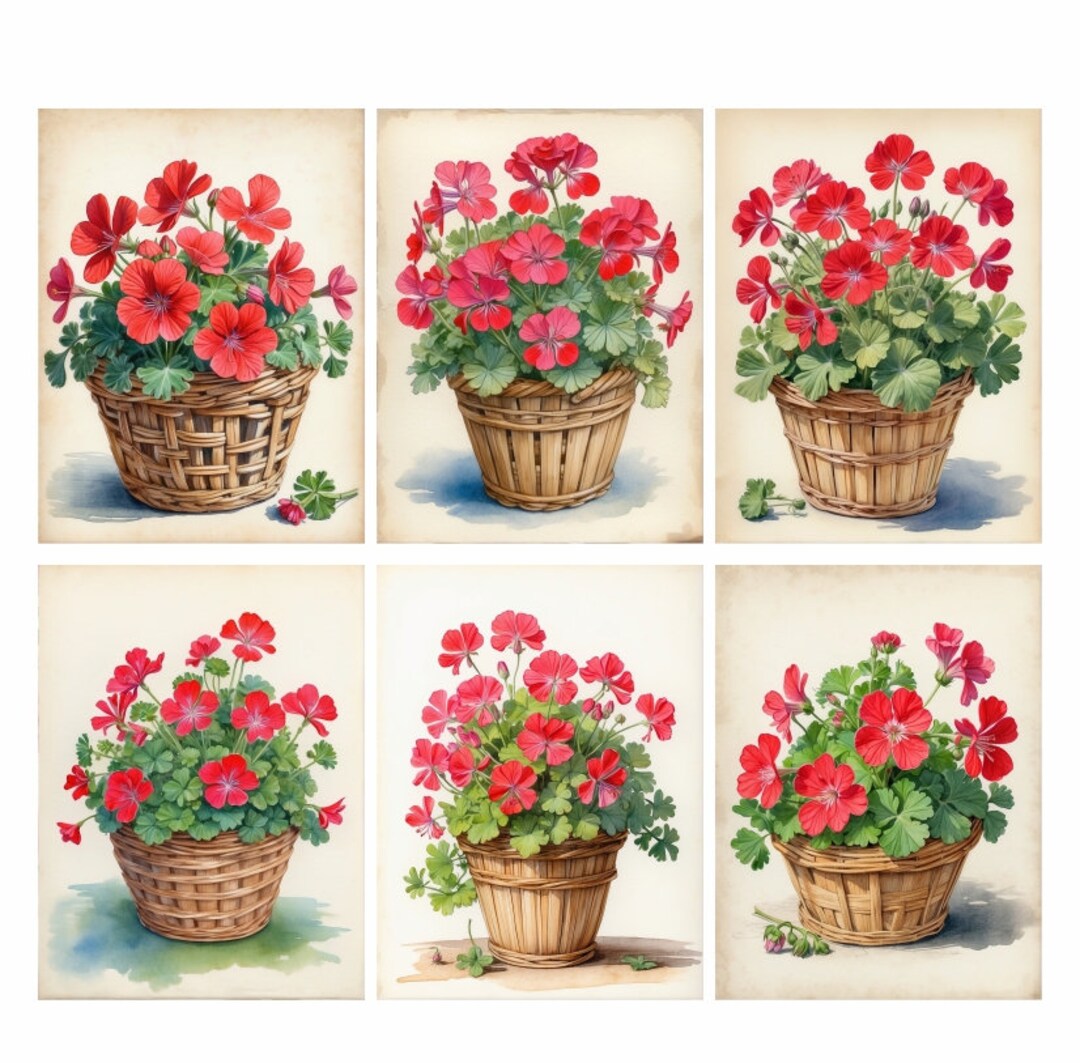 Geranium Flower Watercolor & Painting Set Floral Art Decor - Etsy