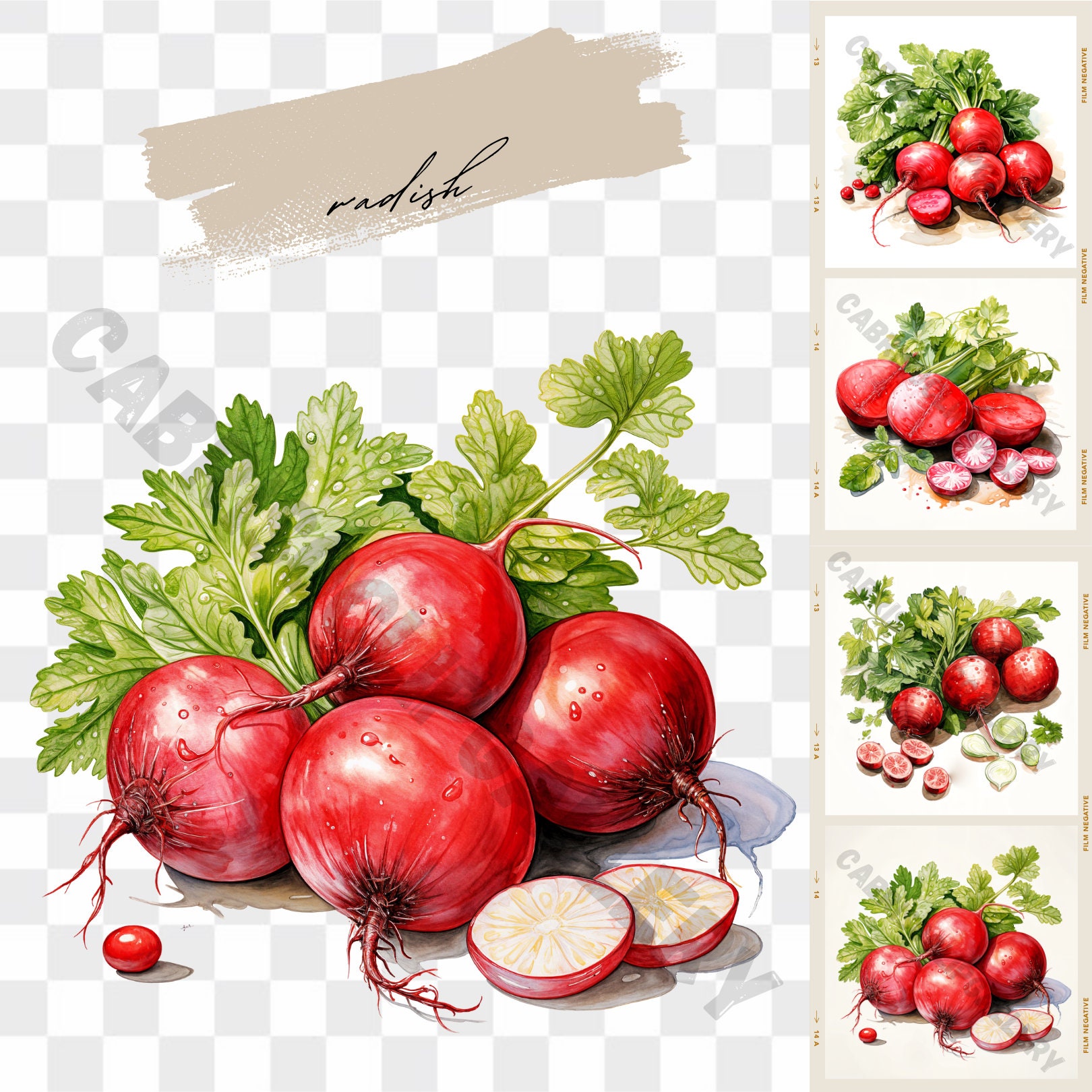 Watercolor Radish Clipart, 20 High Resolution PNG, Radish Clipart ...