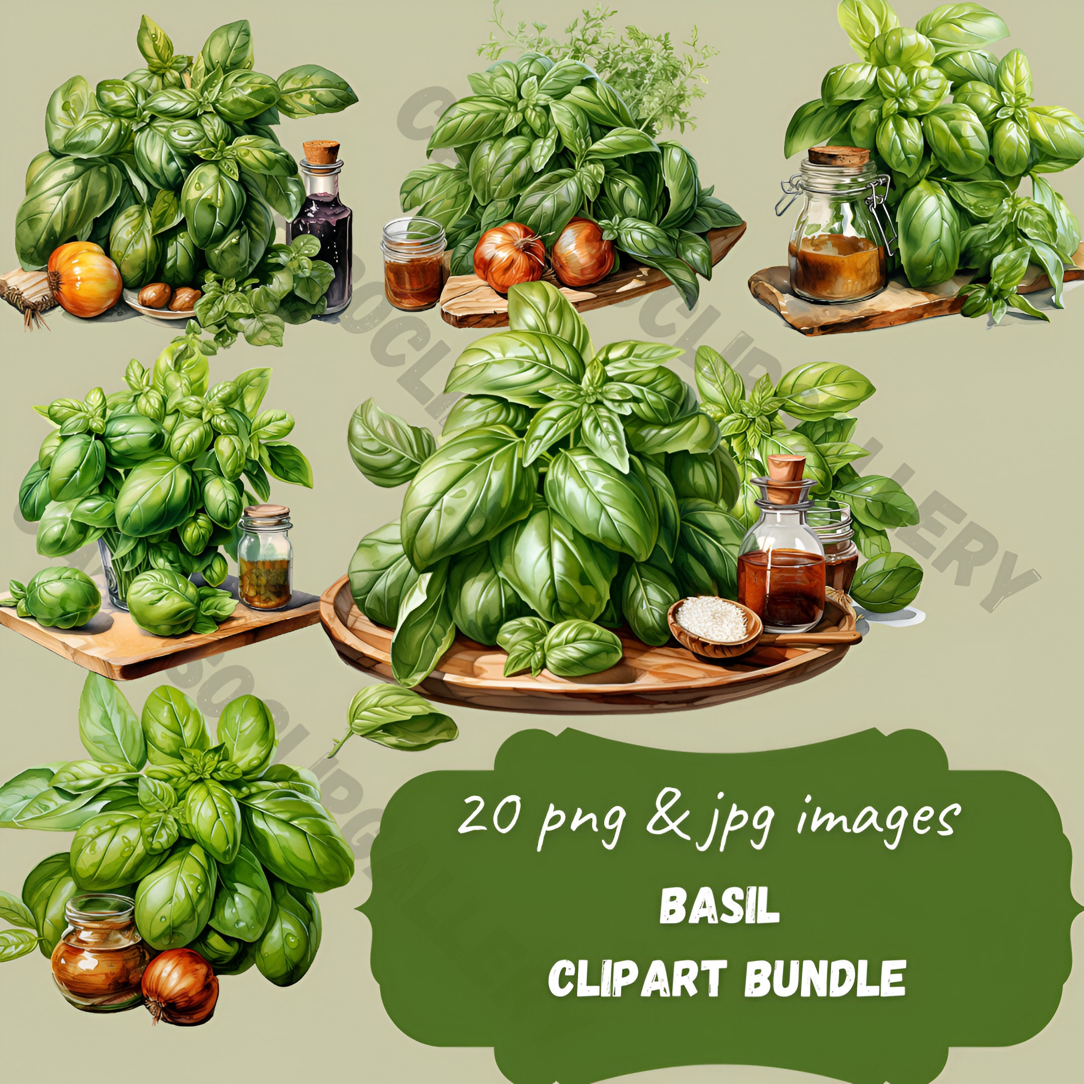 Watercolor Basil Clipart 20 High Quality PNG and JPG Food Clip Art ...