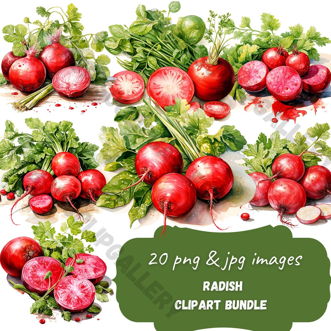 Watercolor Radish Clipart, 20 High Resolution PNG, Radish Clipart ...