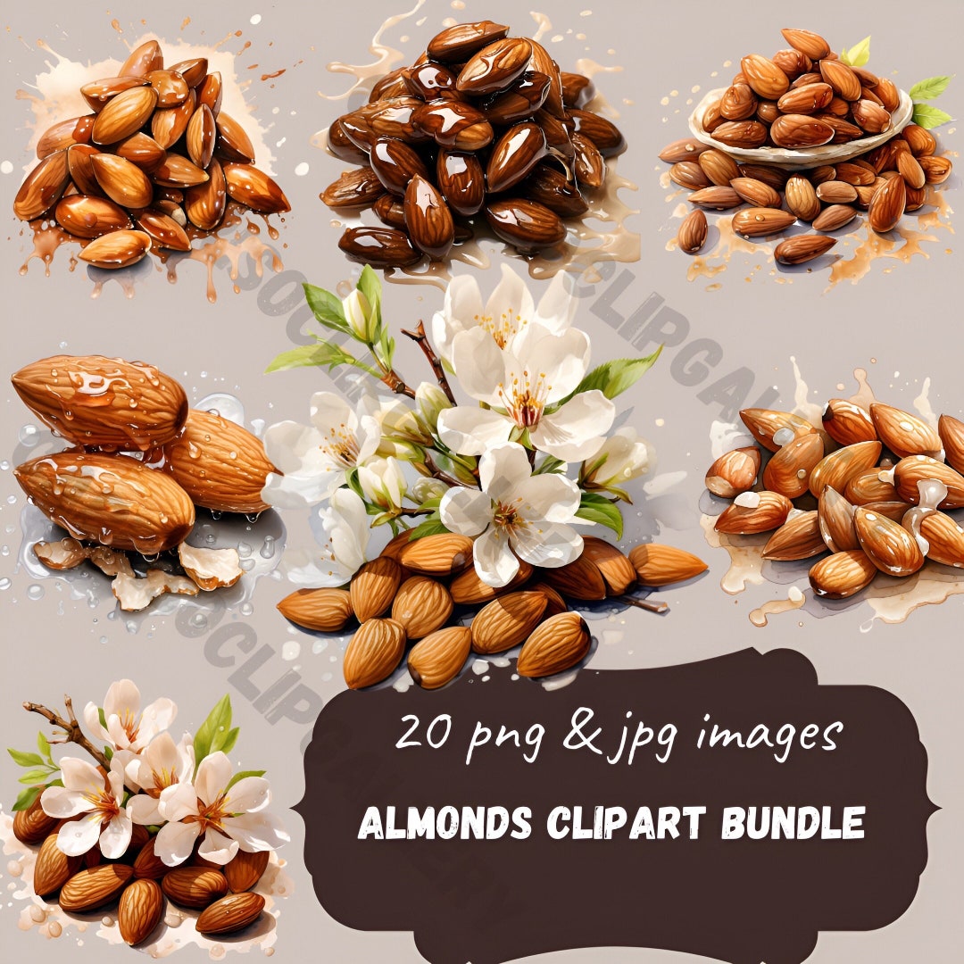 Watercolor Almond Clipart 20 High Quality PNG and JPG Food Clip Art ...