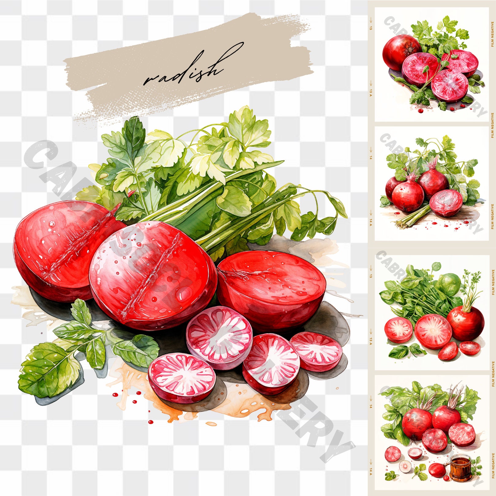 Watercolor Radish Clipart, 20 High Resolution PNG, Radish Clipart ...