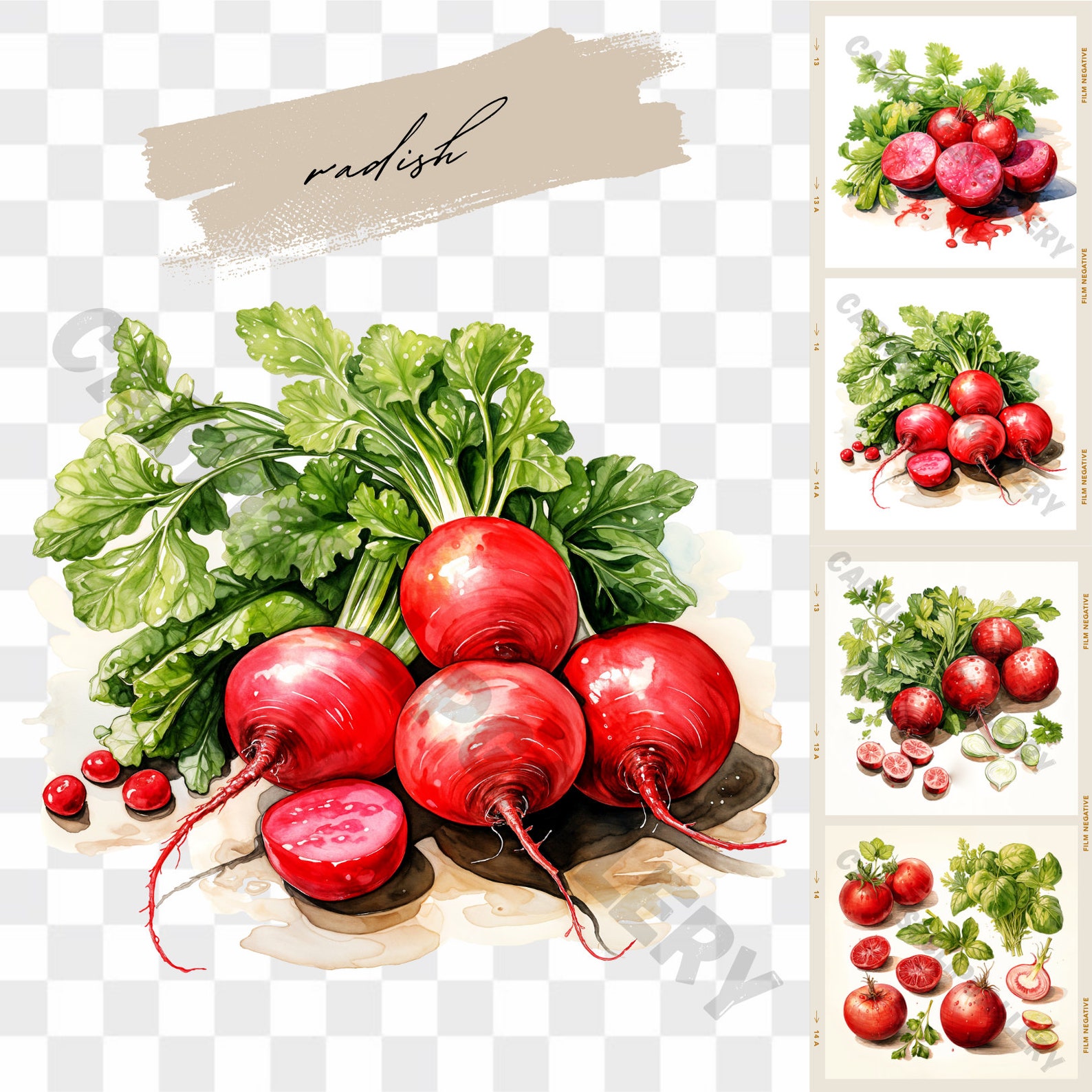 Watercolor Radish Clipart, 20 High Resolution PNG, Radish Clipart ...