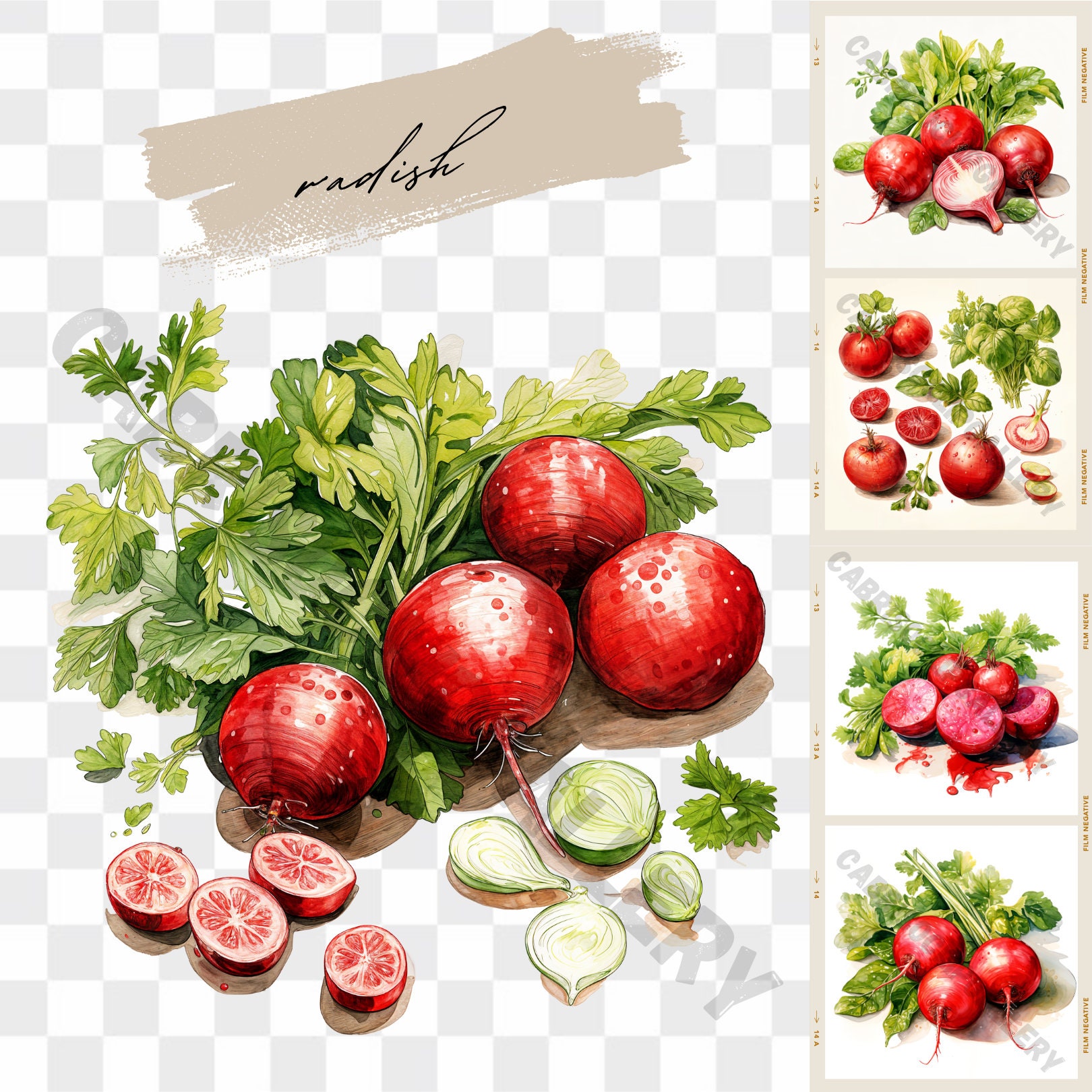 Watercolor Radish Clipart, 20 High Resolution PNG, Radish Clipart ...