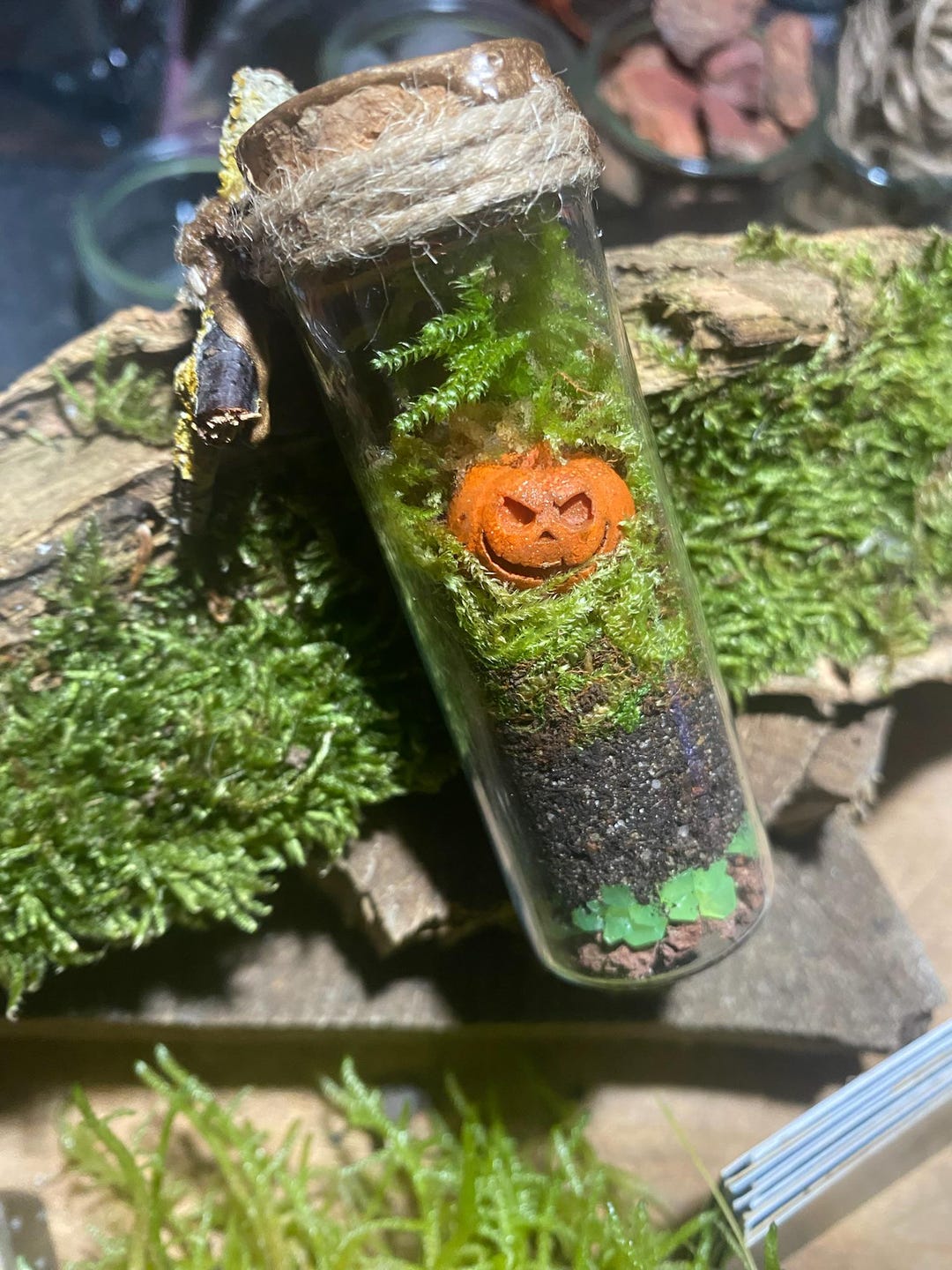 Micro-terrarium, Custom Self-sustaining Ecosystem, Handmade Sealed ...