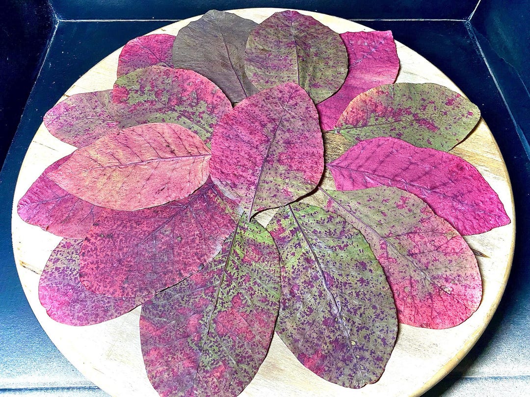Real Natural Leaves Preserved, Dried and Then Pressed Variety periwig ...