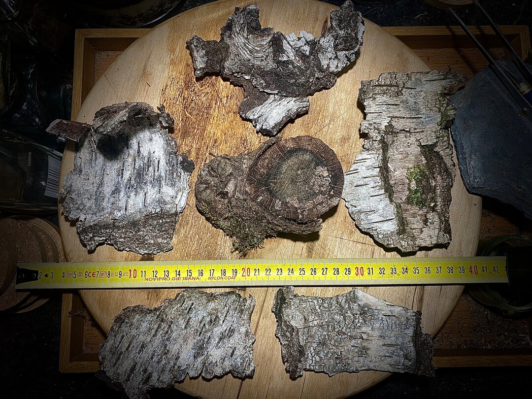 Set of Raw and Natural Barks of boulot Then chêne 6 Pieces Harvested ...