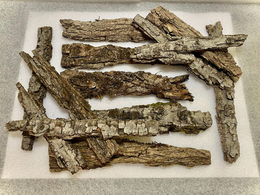 Common Oak Bark (18p) – the Essence of Authentic Wood for Your ...