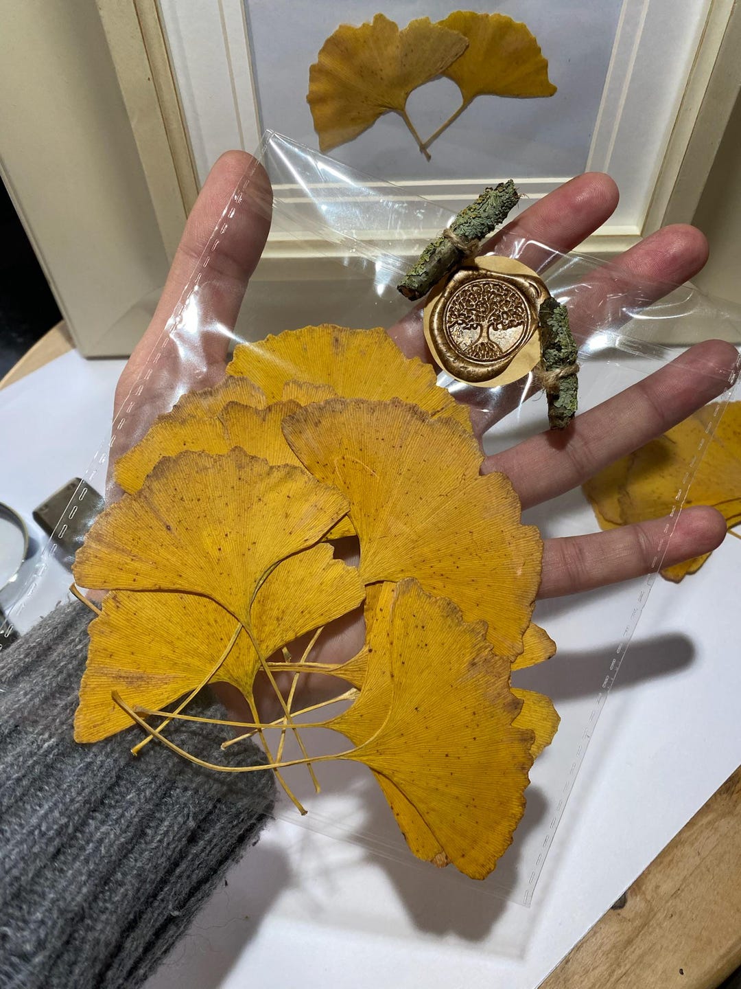 Natural Leaves Preserved, Dried and Then Pressed ginkgo Variety ginkgo ...