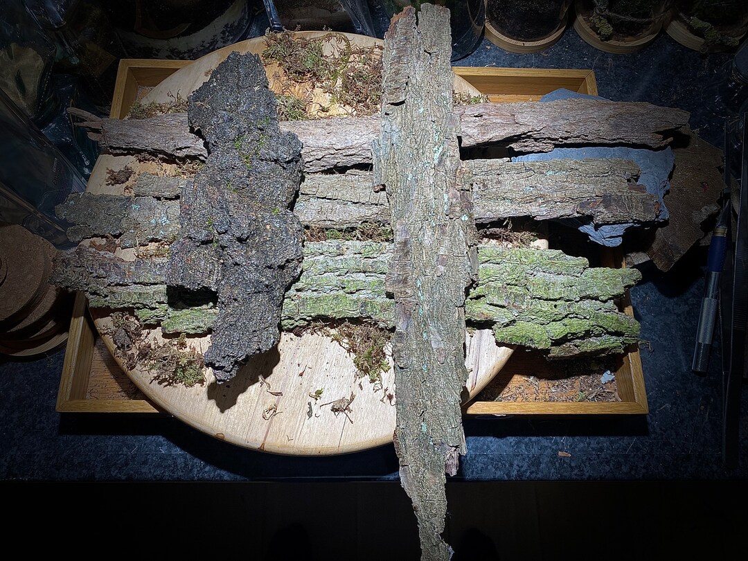 Set of Raw and Natural Barks of oak and acacia 5 Pieces Harvested Then ...