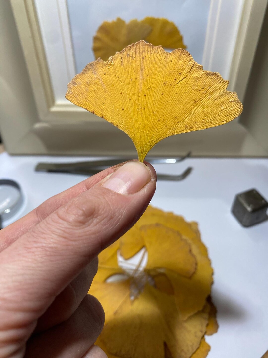 Real Natural Leaves Preserved, Dried and Then Pressed Variety ginkgo ...