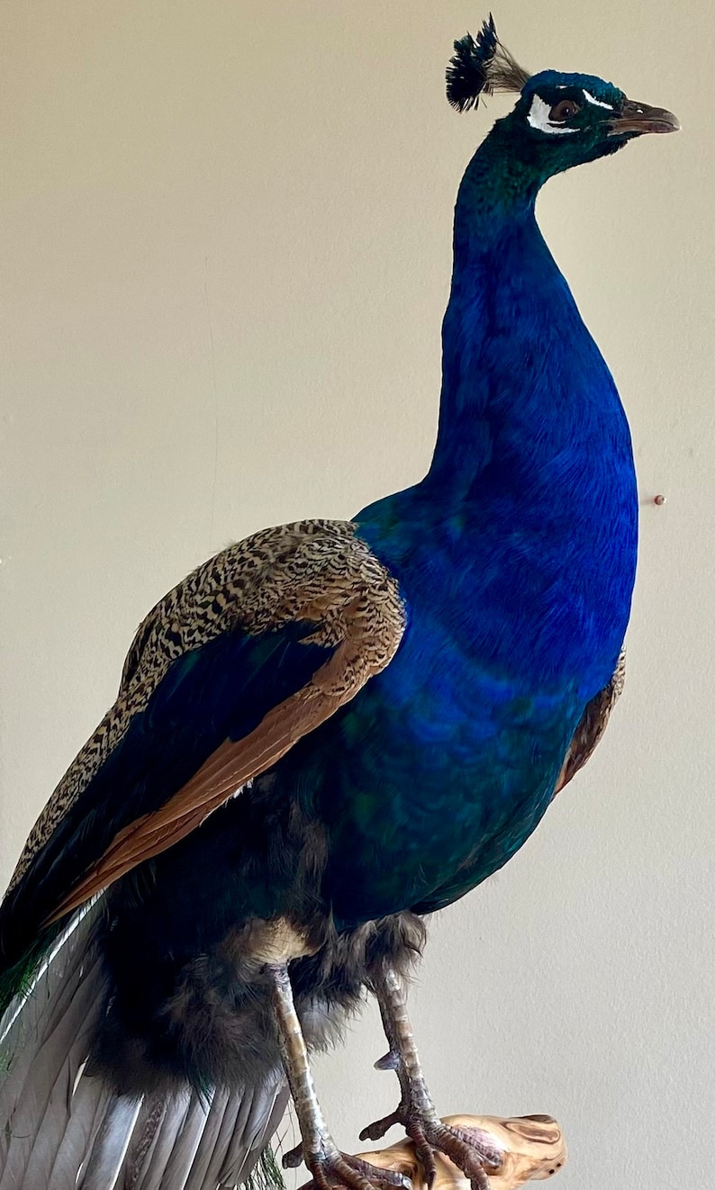 Black-shouldered/india Blue Peafowl Standing Mount W/ Diamond Willow ...